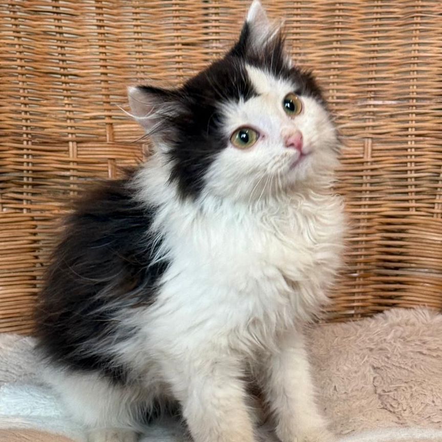 Котенок девочка с улицы нужен дом