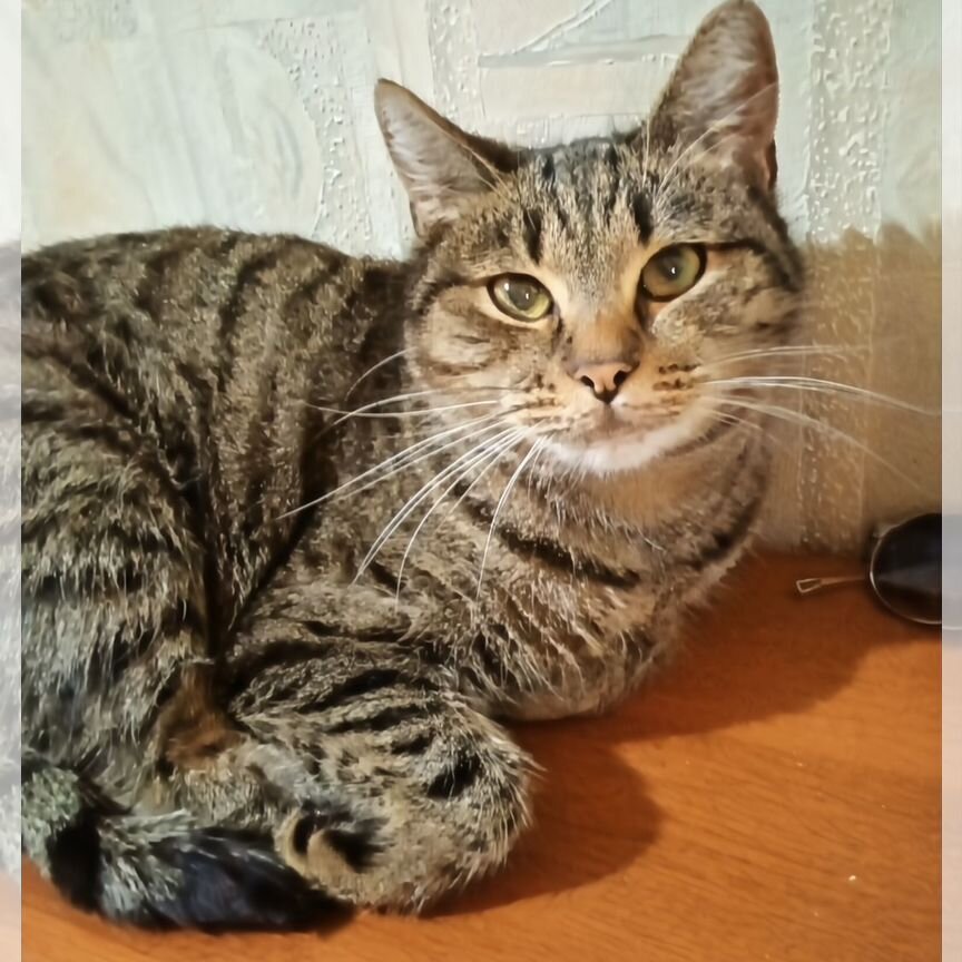 Взрослая, кошка в добрые руки