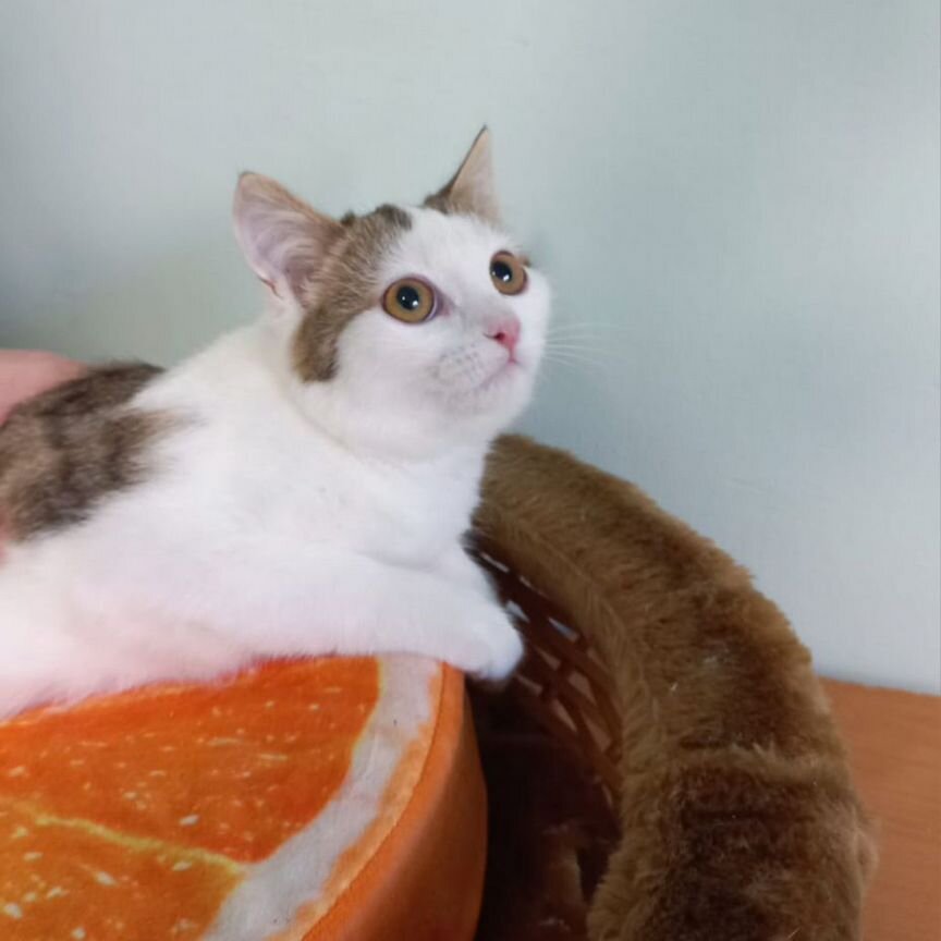 Кошечка