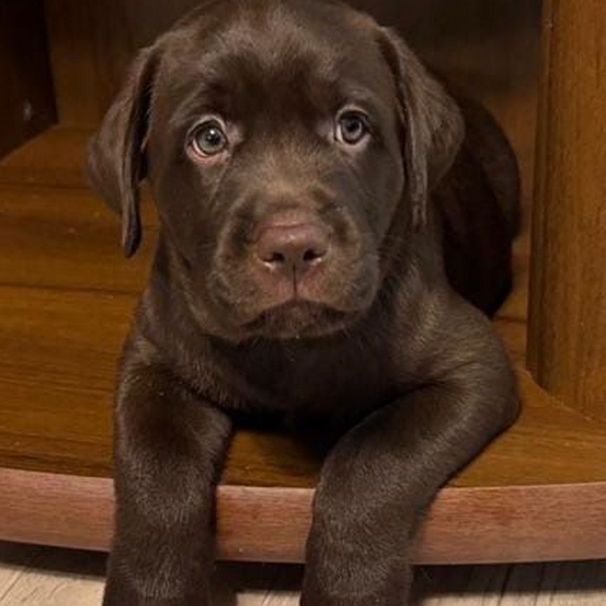 Лабрадор-ретривер, щенок