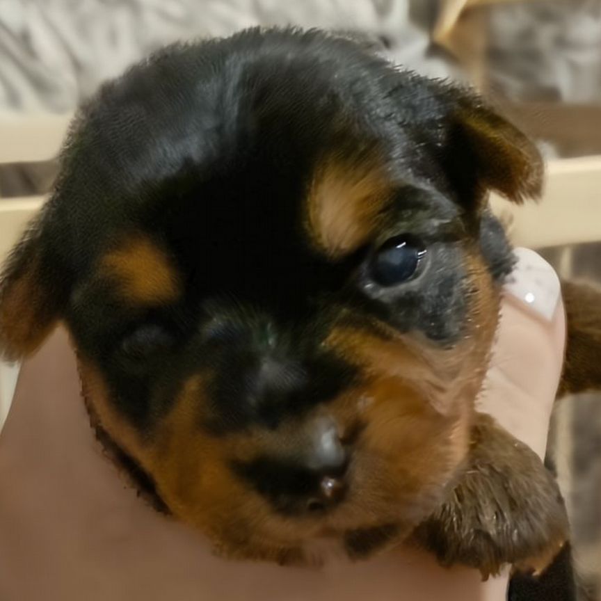 Йоркширский терьер, щенок