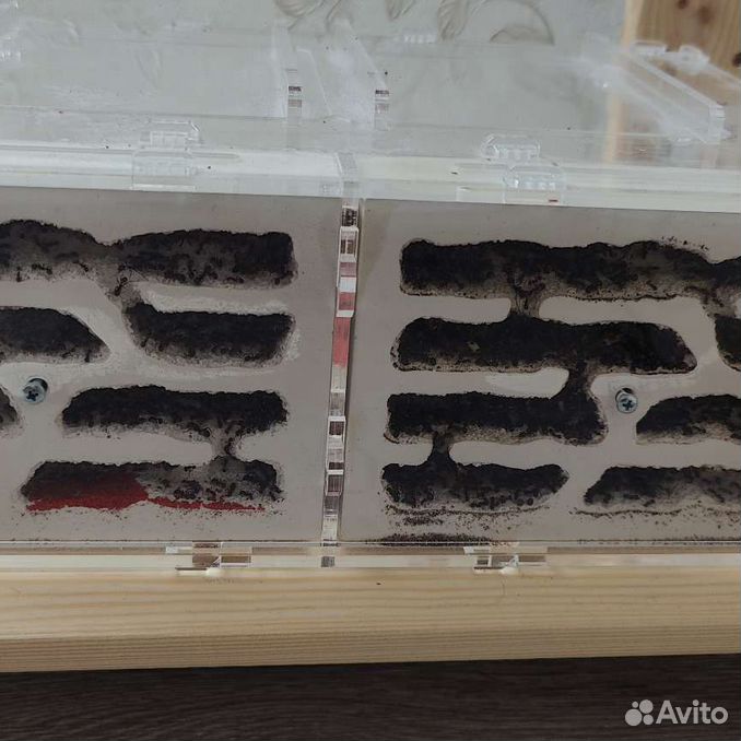 Муравьи Messor barbarus формикарий Белый дом XXL