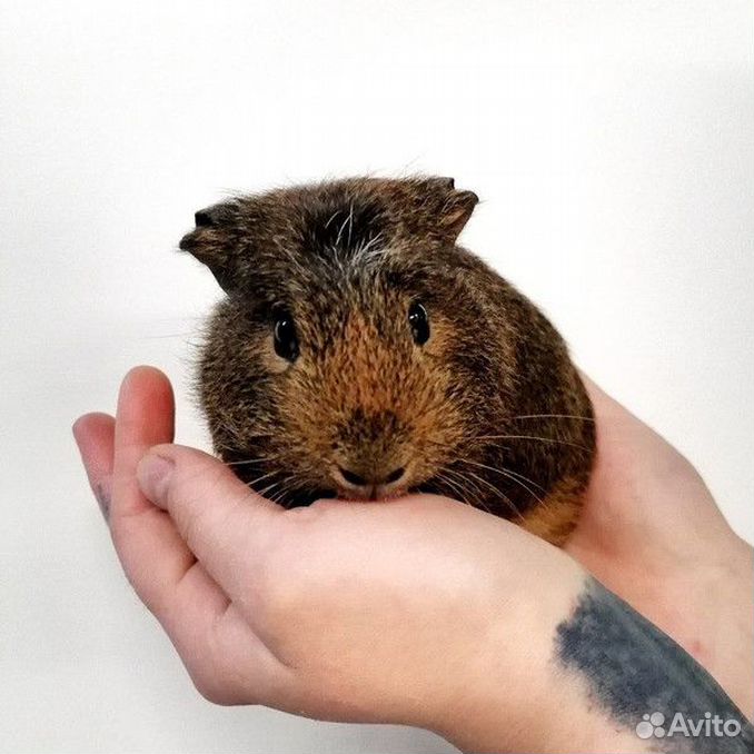 Морская свинка агути крестед