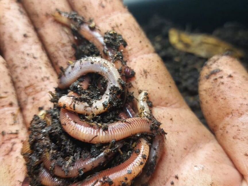 Продажа червей для рыбалки Дендробена - Старатели