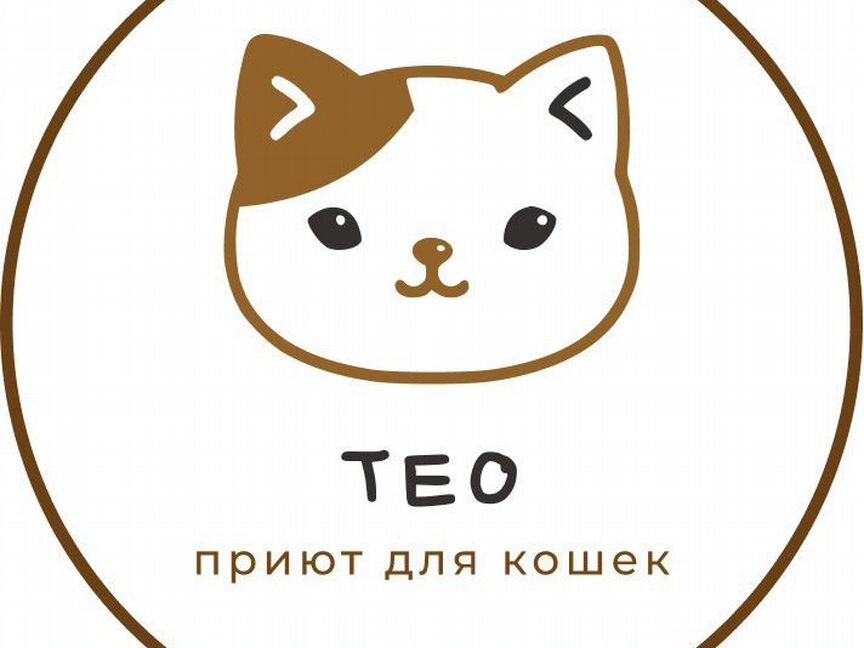 Приют кошек Тео в добрые руки котята