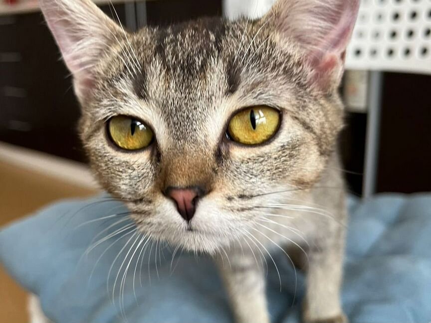 Кошечка Джули ищет дом