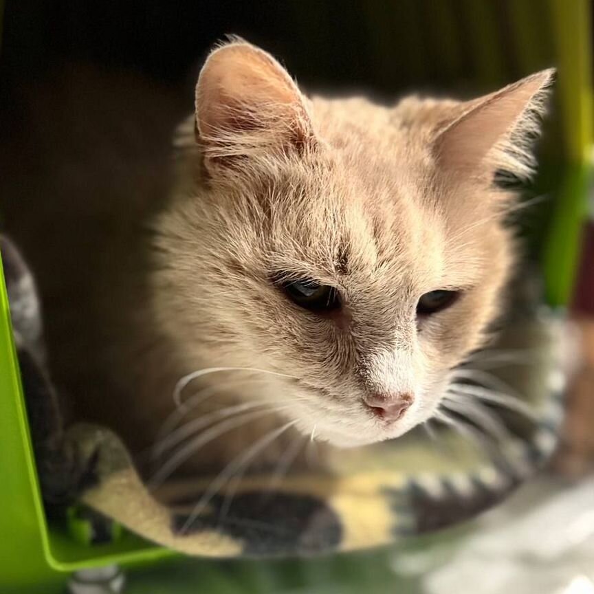 Взрослая, кошка в добрые руки