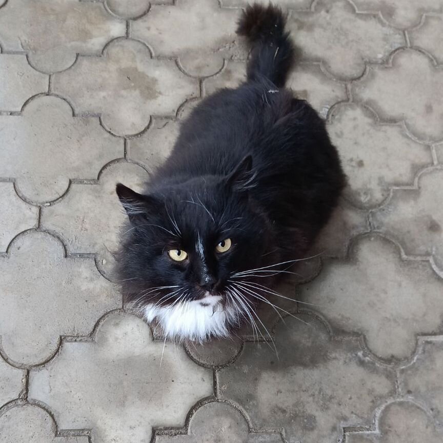 Ласковый, котик ищет семью