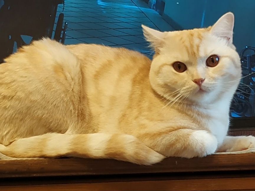 Кошка