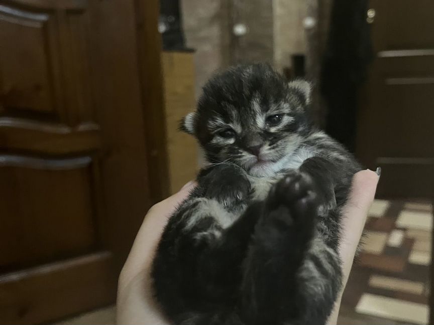 Котята мейн-кун бронь