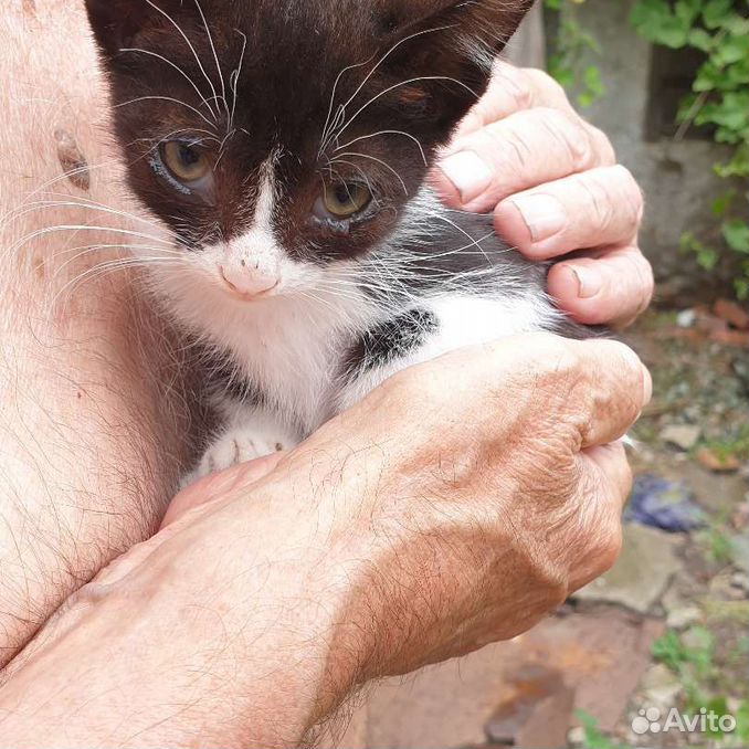 Котёнок-Бэтмен в добрые руки