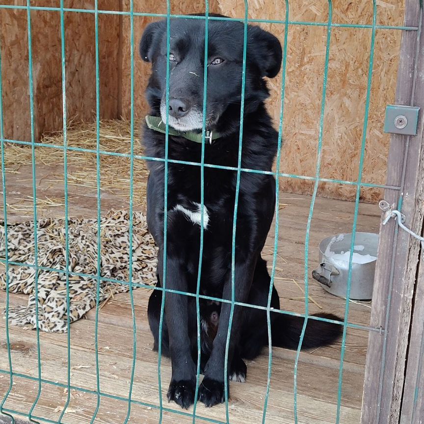 Взрослый пёс в добрые руки