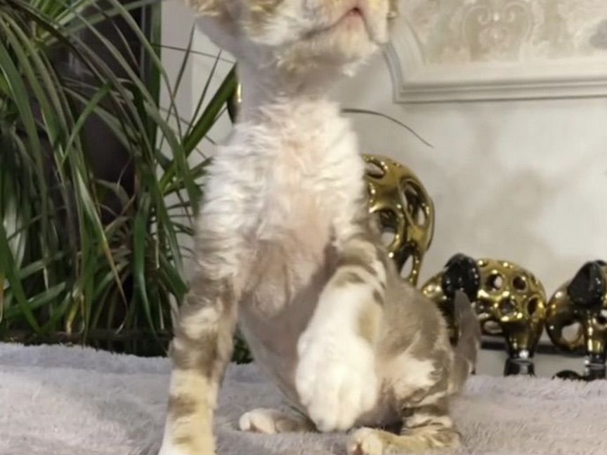 Мальчик шоколадный мрамор