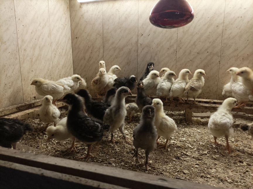 Цыплята несушки двух недельные