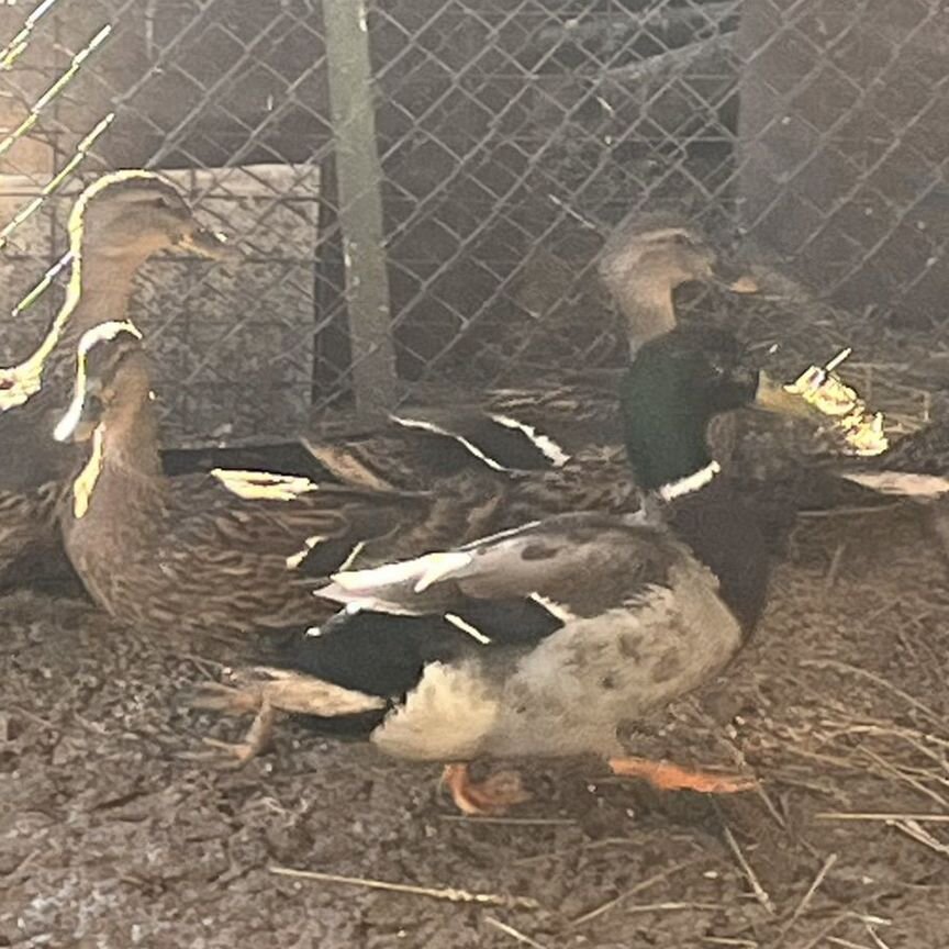 Подсадные утки