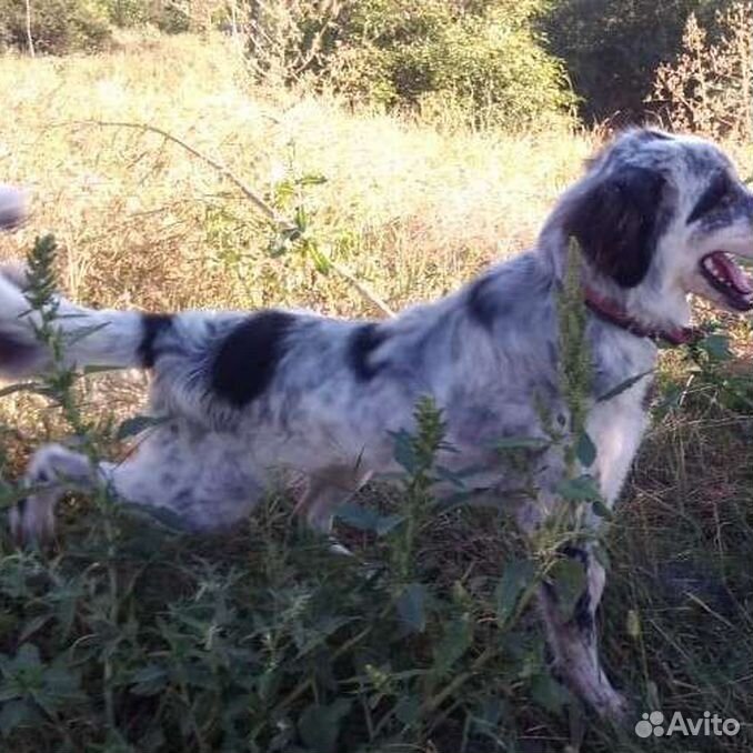 Очень красивая собака, мальчик, в добрые руки
