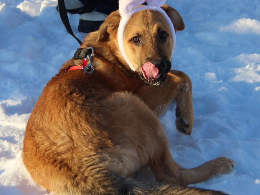 Добрый и ласковый Самсон ищет дом