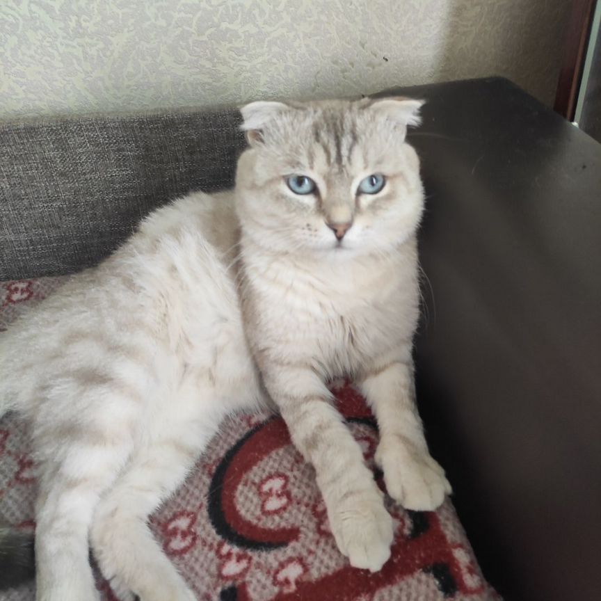 Отдам кота в добрые руки