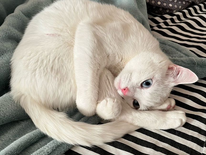 Кошка девочка