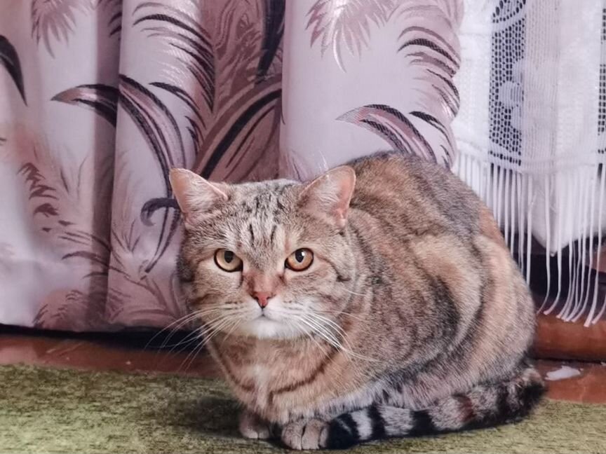 Отдам кошку в заботливые руки