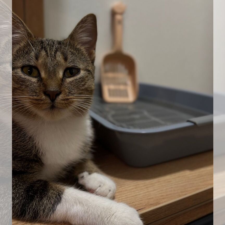 Лоток для кошек (  лопатка)