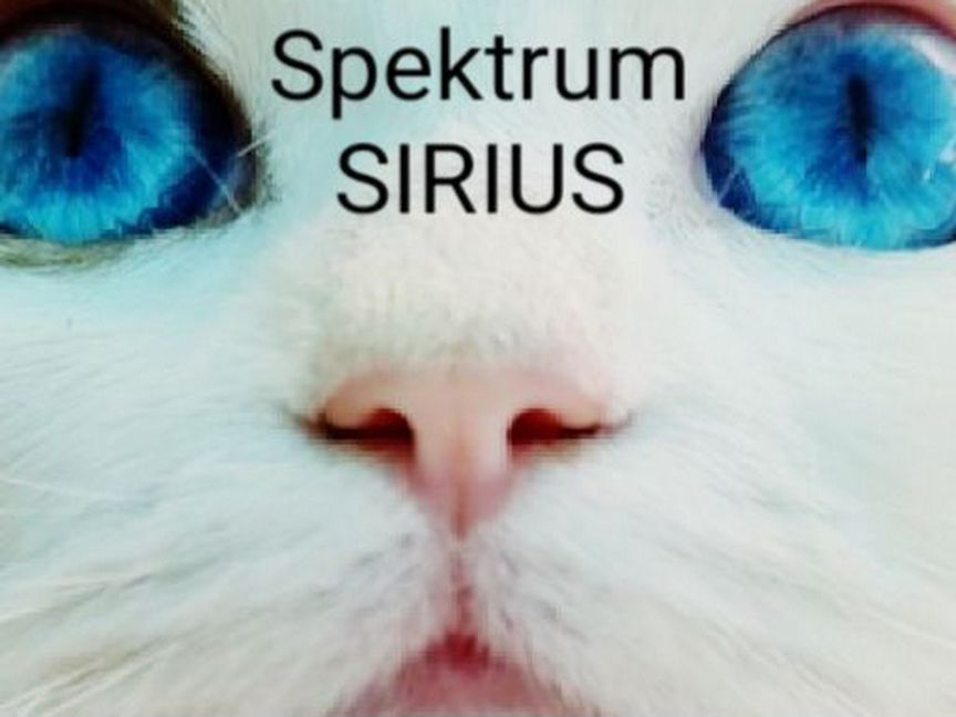 Регдолл котята Spektrum Sirius