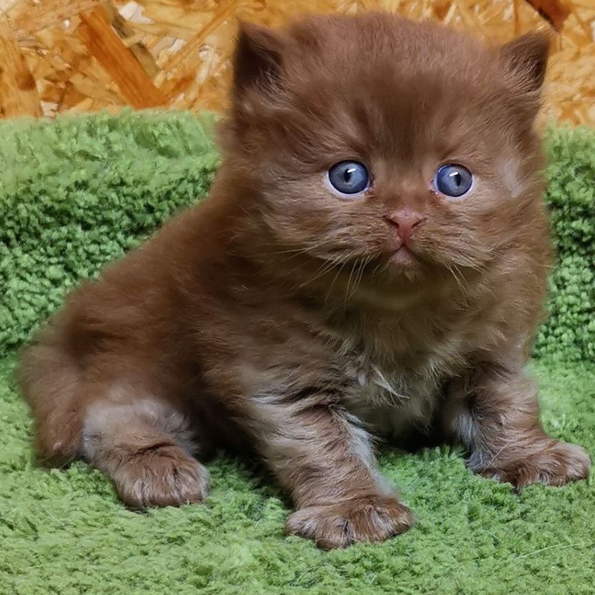 Британские котята