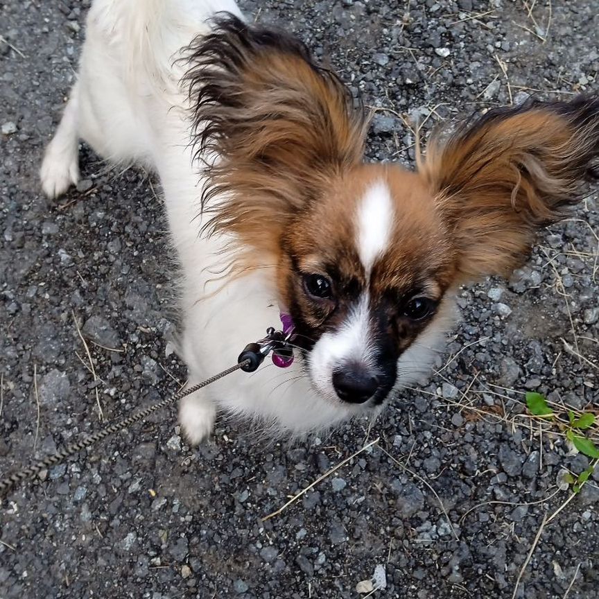 Щенок папийона