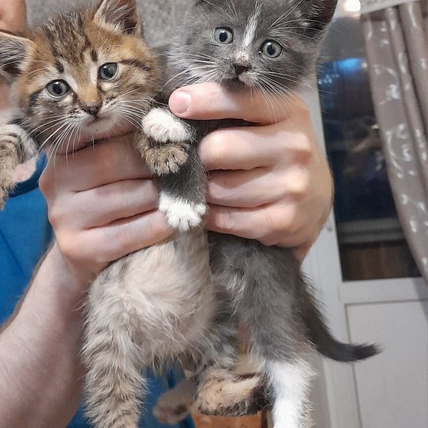 Котята в добрые руки бесплатно
