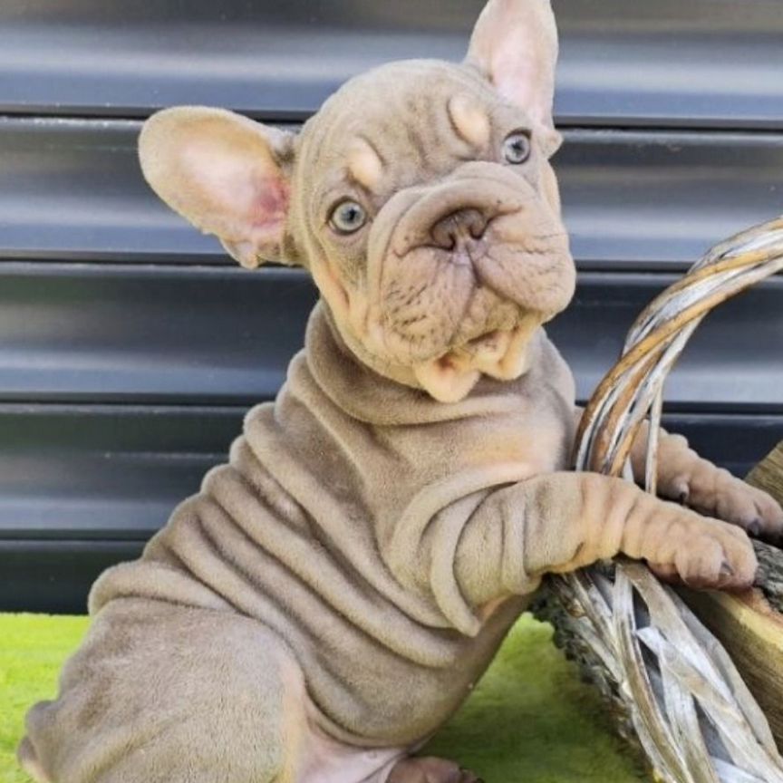 Изабелловый бигроп вельвет