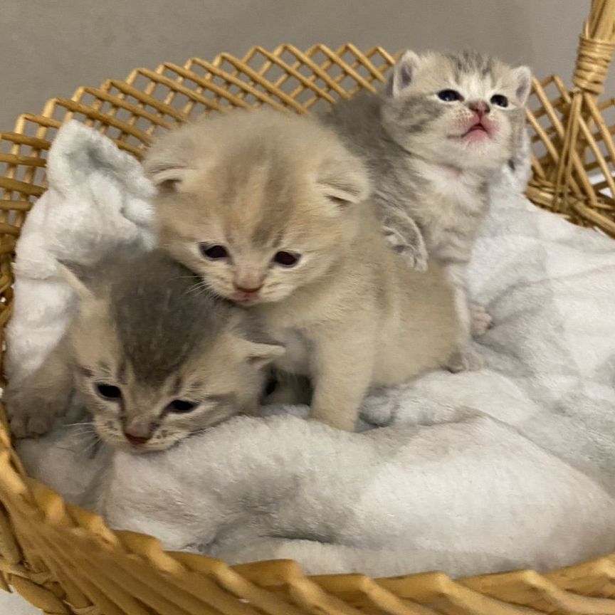 Британские котята