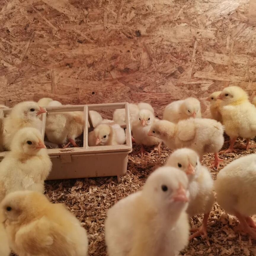 Бройлер цыплята Кобб 500