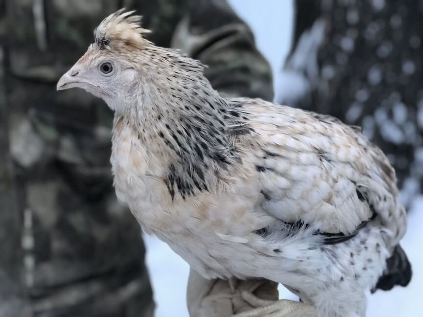 Чешский Доминант куры молодки