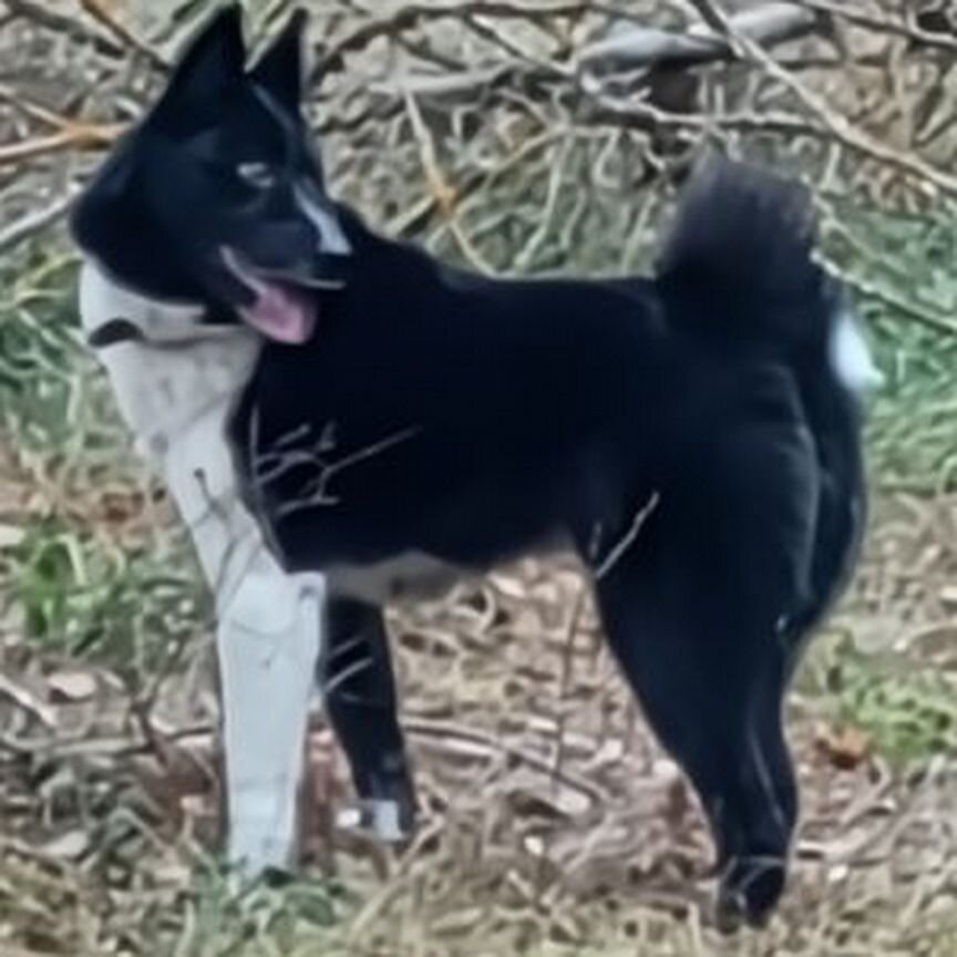 Русско-европейская лайка, взрослая собака