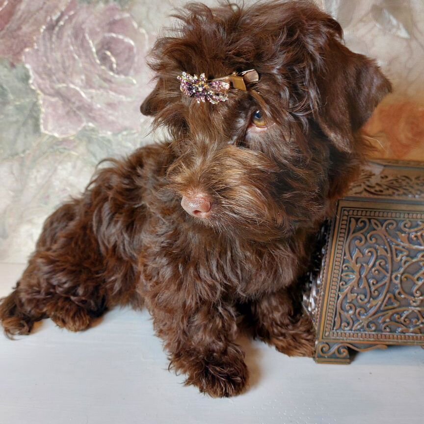 Шоколадный чудо йорк