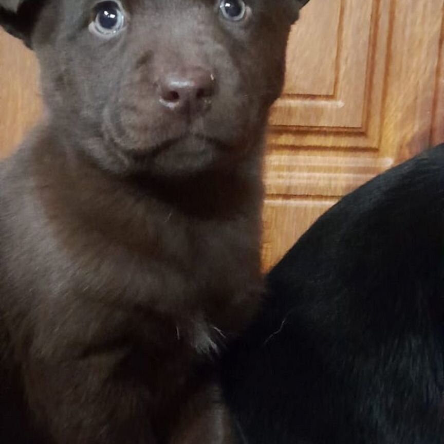 Щенята Лабородоры