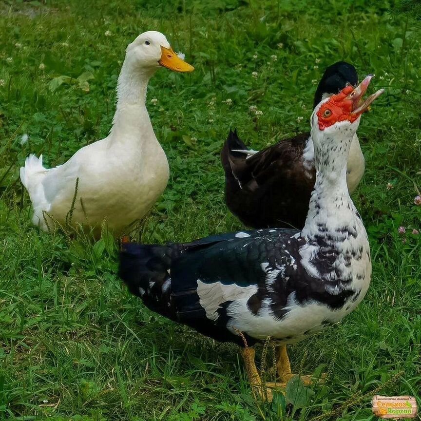 Утки живым весом