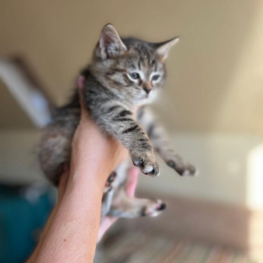 Котенок в полосатом свитере девочка