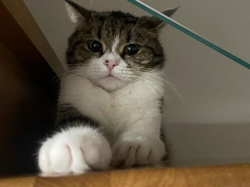 Кошка в дар