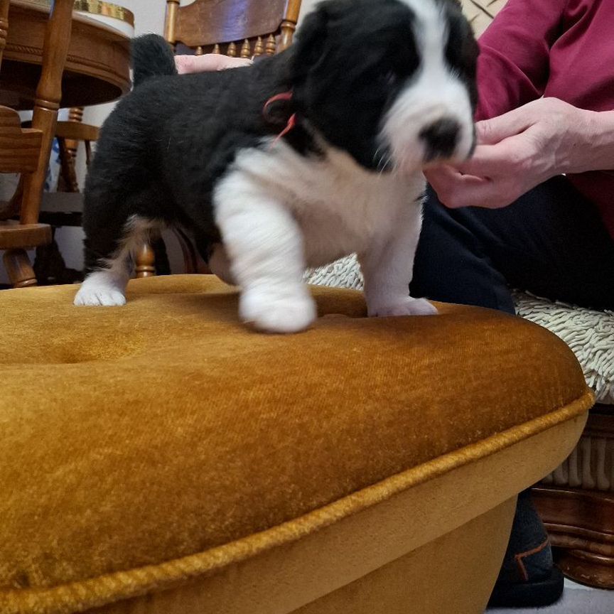 Красивые алабаи