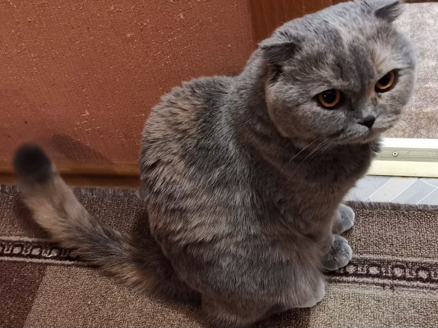 Вислоухая кошечка в добрые руки