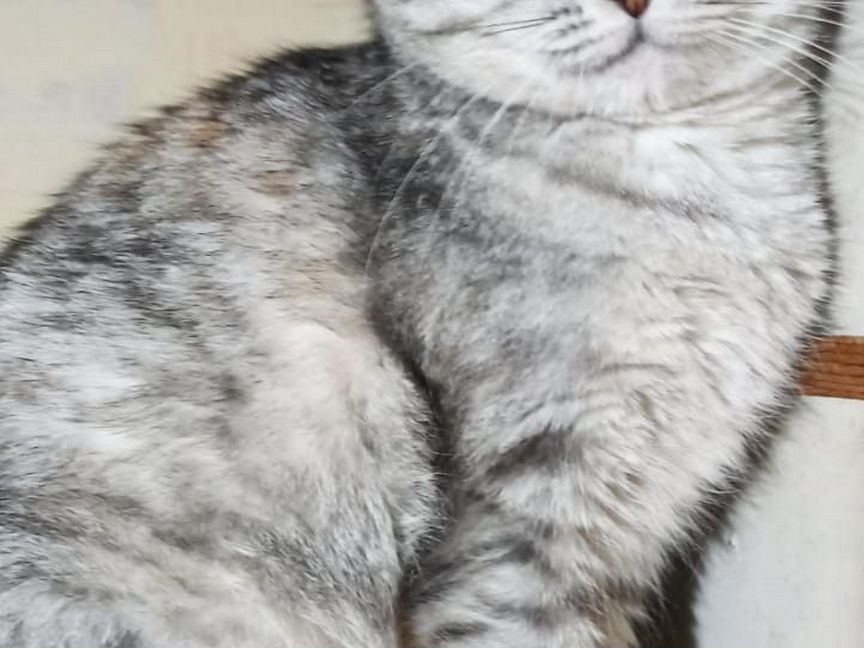 Британская кошка Стешенька