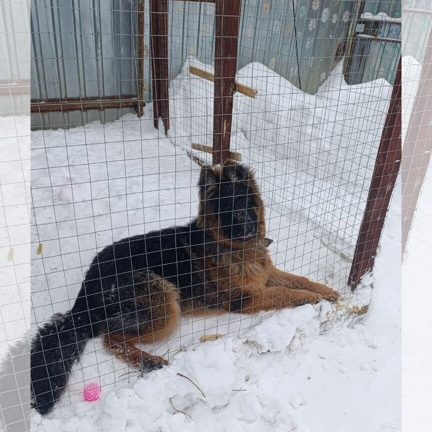 Немецкая овчарка, щенок