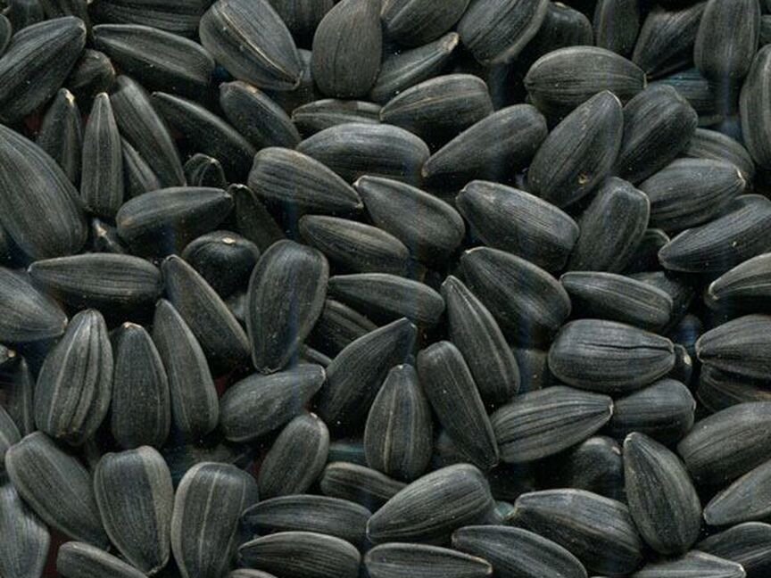 Семечка подсолнечника