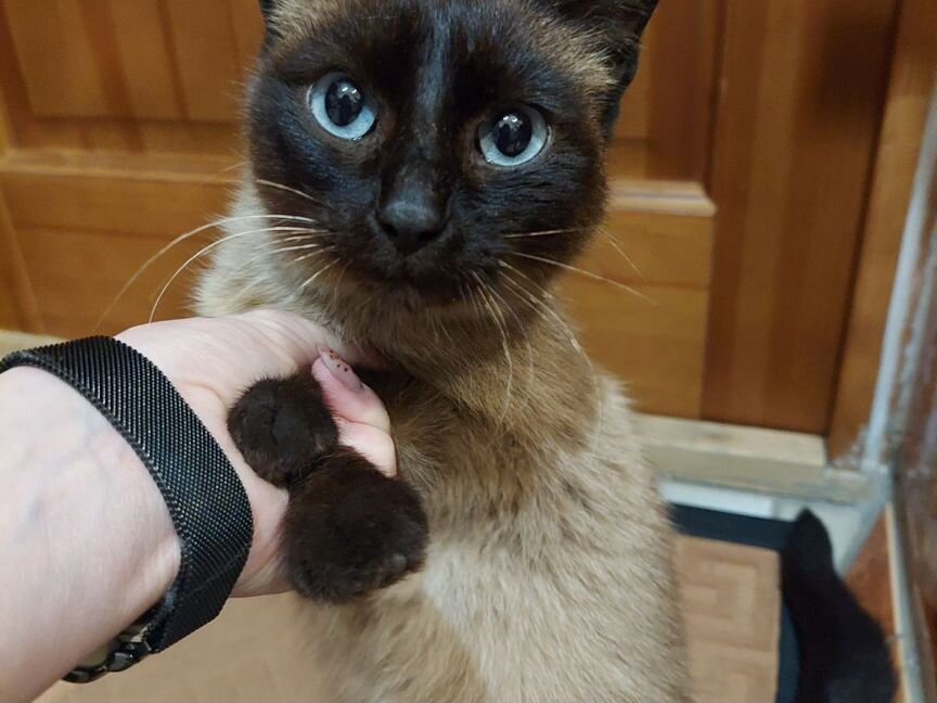 Сиамская кошечка