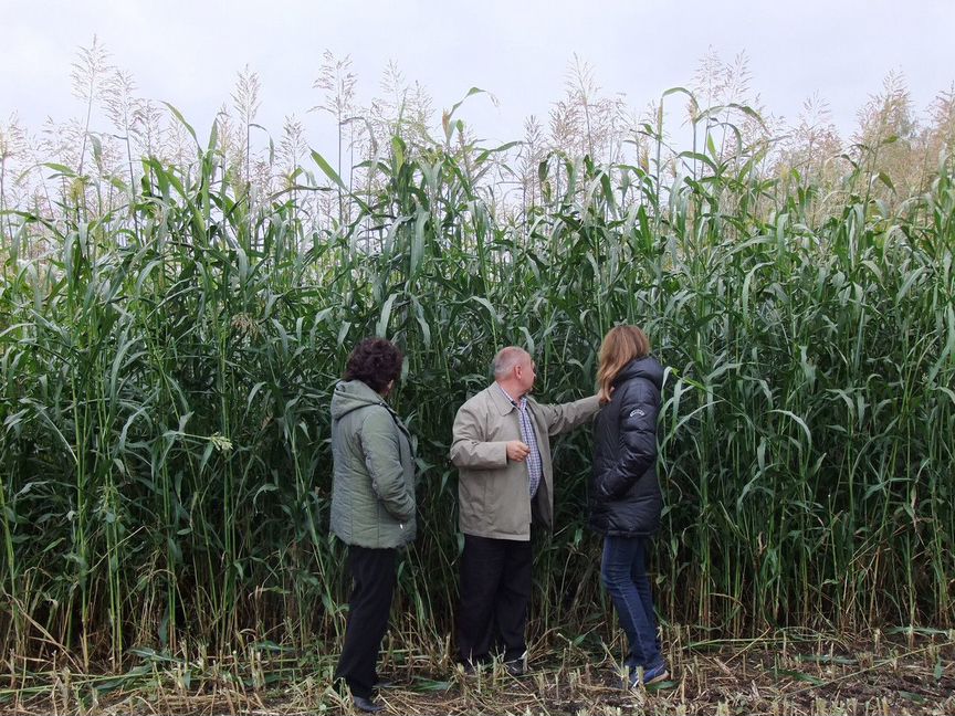 Сорго-Суданский гибрид