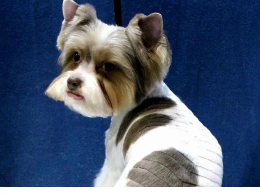 Бивер
