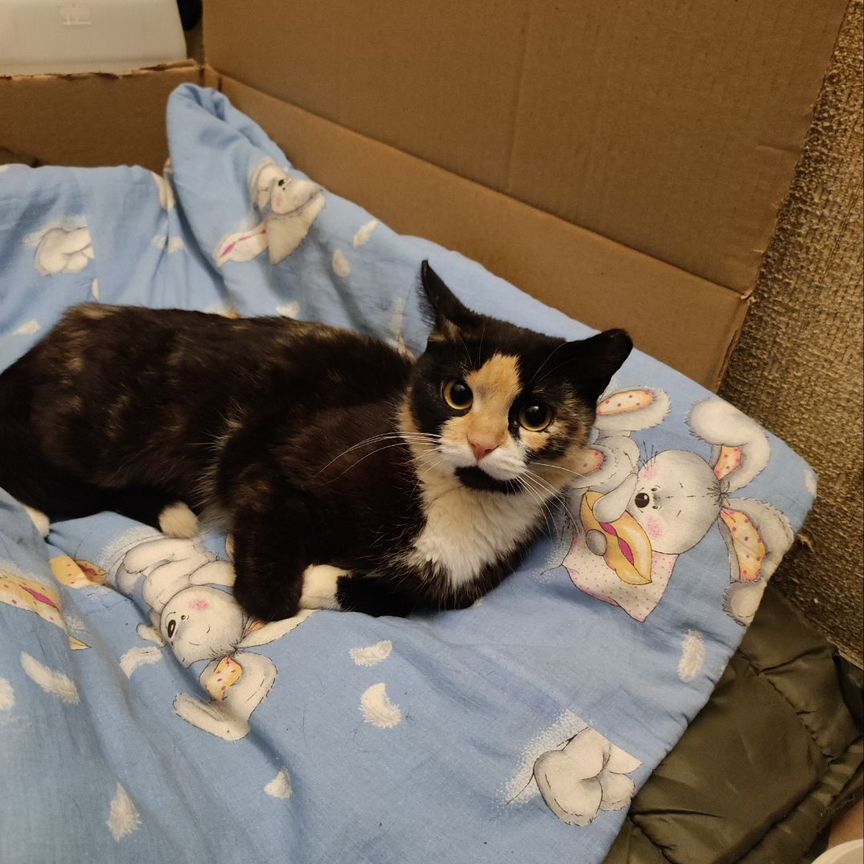 Черепаховая кошка