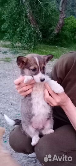 Щенок в добрые руки бесплатно