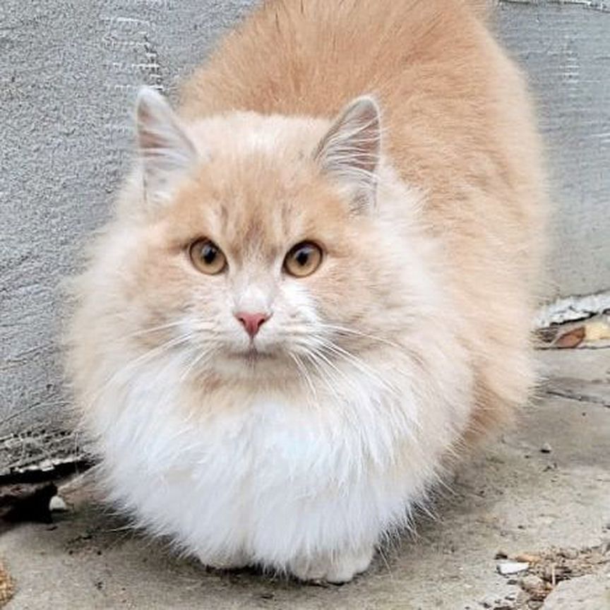 Персиковый котик живет на улице
